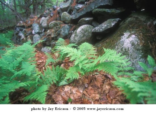 David and Nicholas Edsall | Greensboro Land Trust